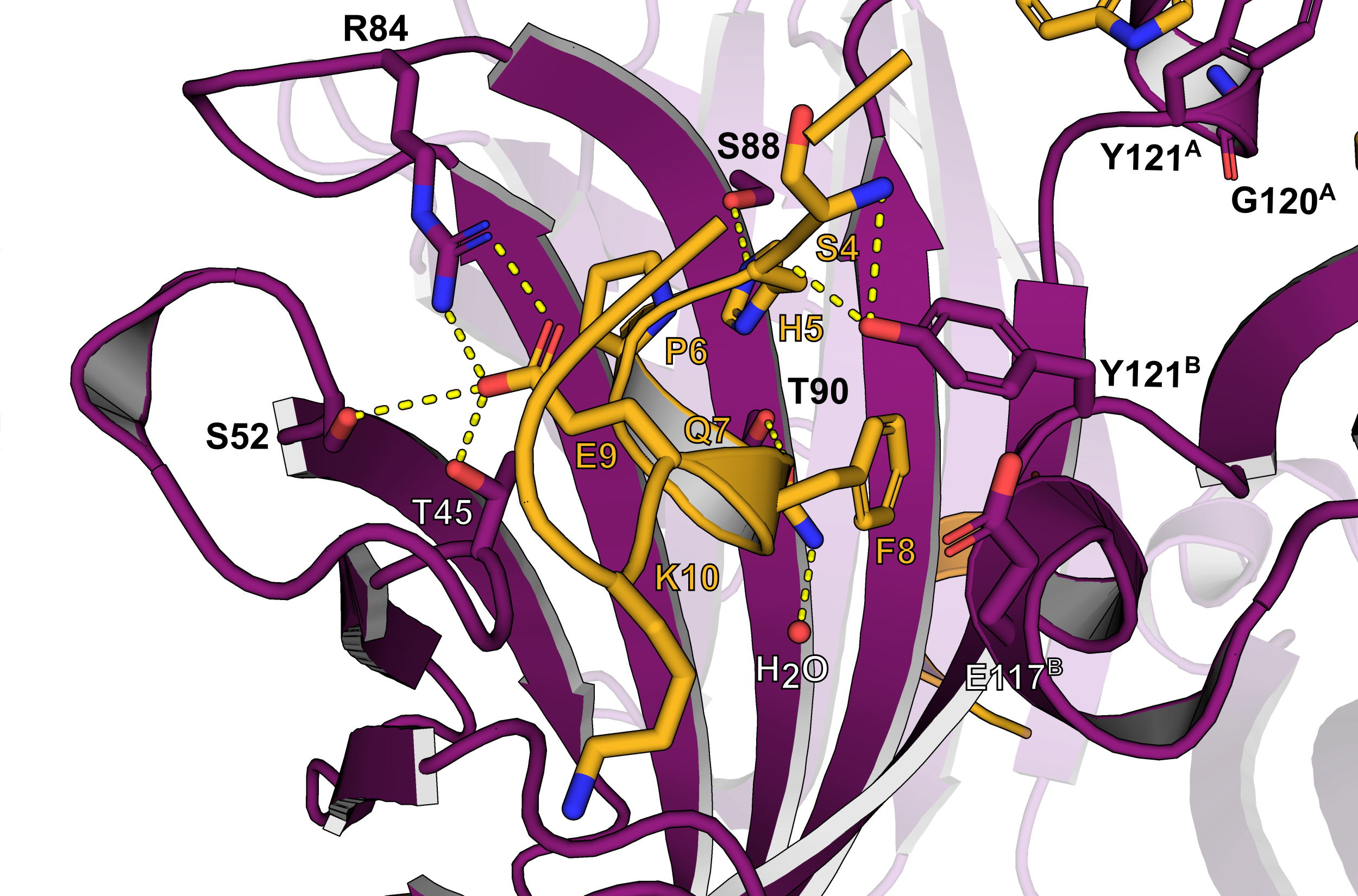 Strep-tag® technology - One affinity tag for all applications